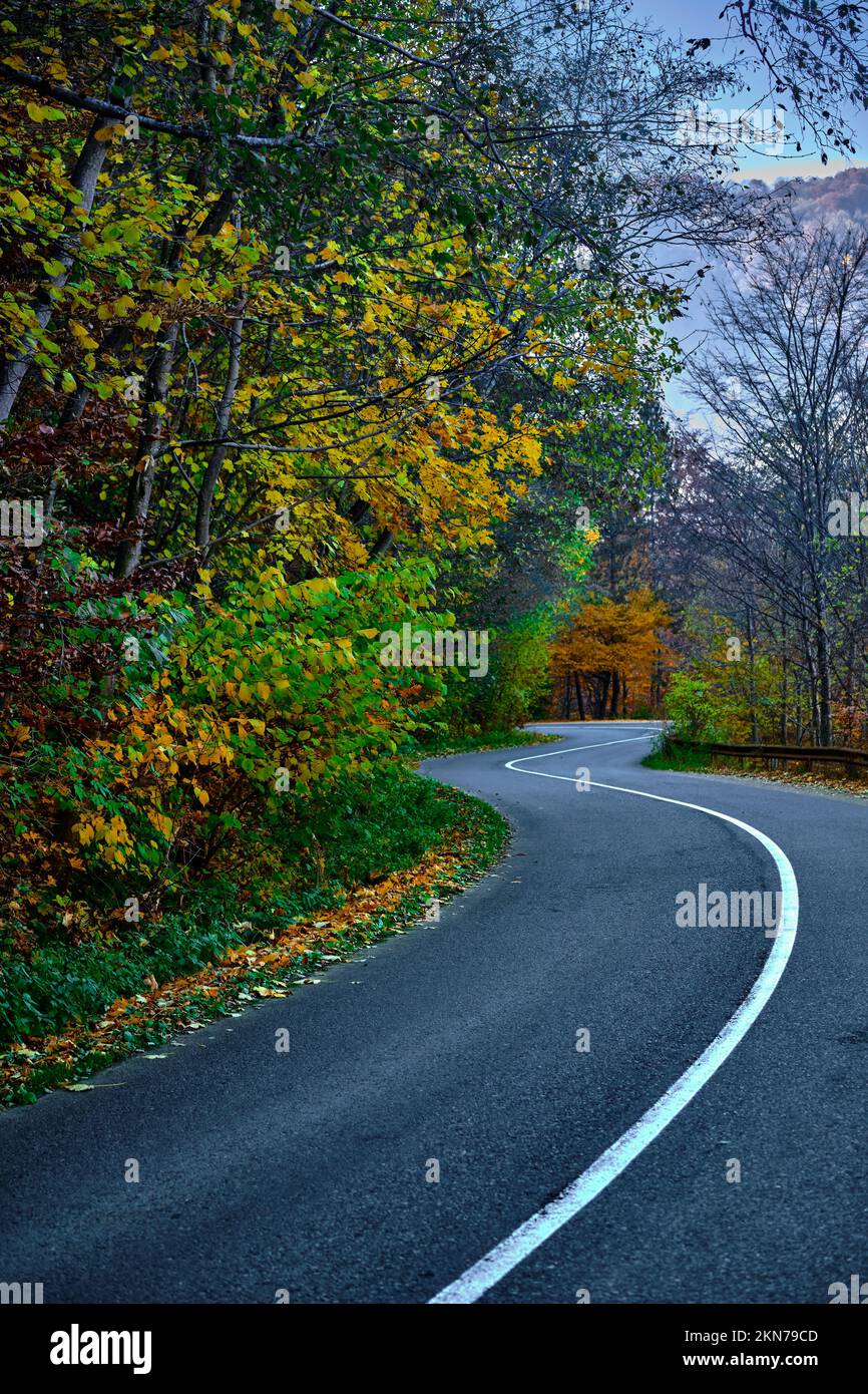 A vertical shot of an empty asphalt road along crooked trees in autumn ...