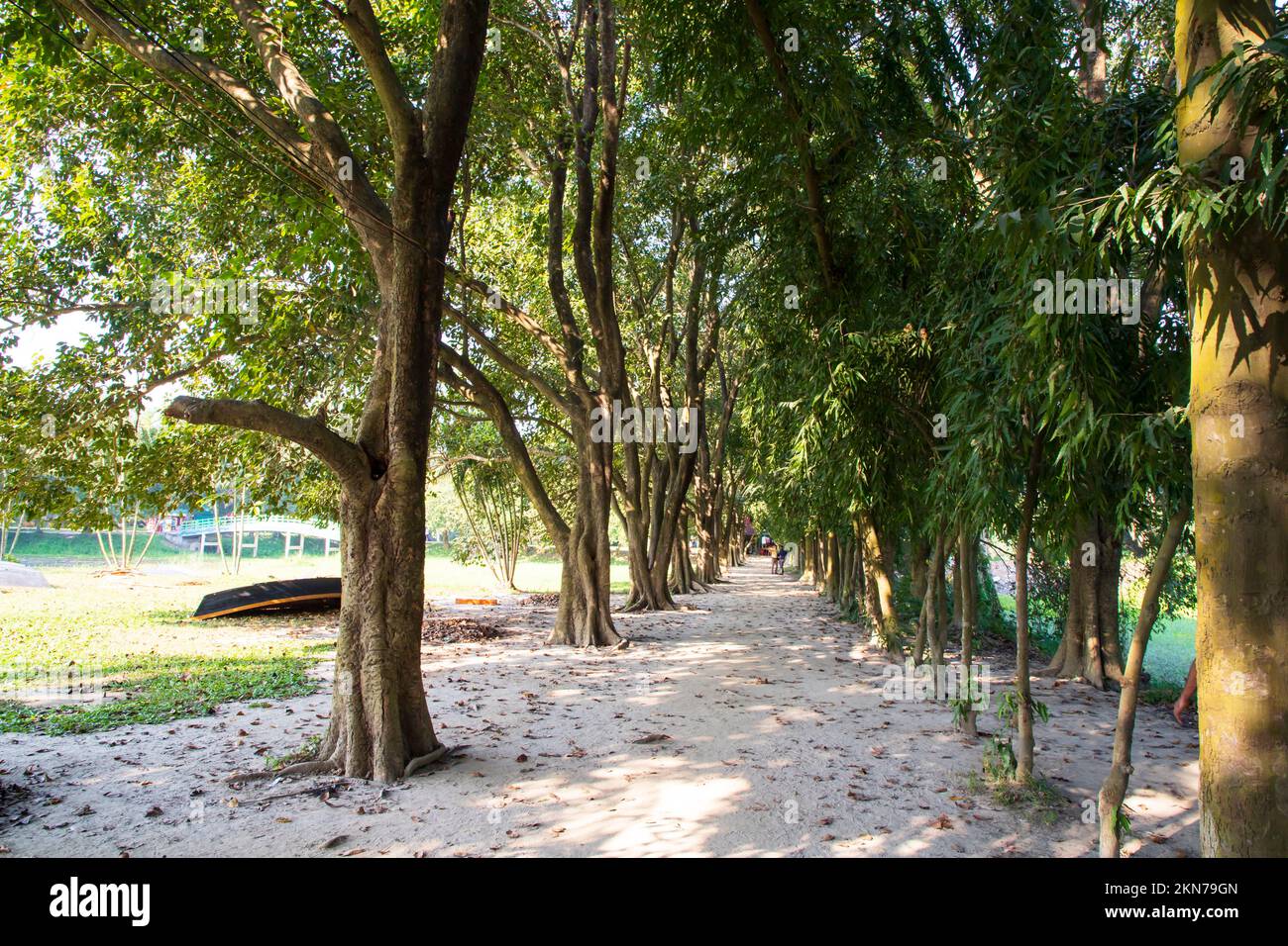 Natural Green Tree in the Park Stock Photo - Alamy
