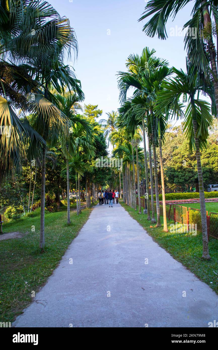 Natural Green Tree in the Park Stock Photo - Alamy