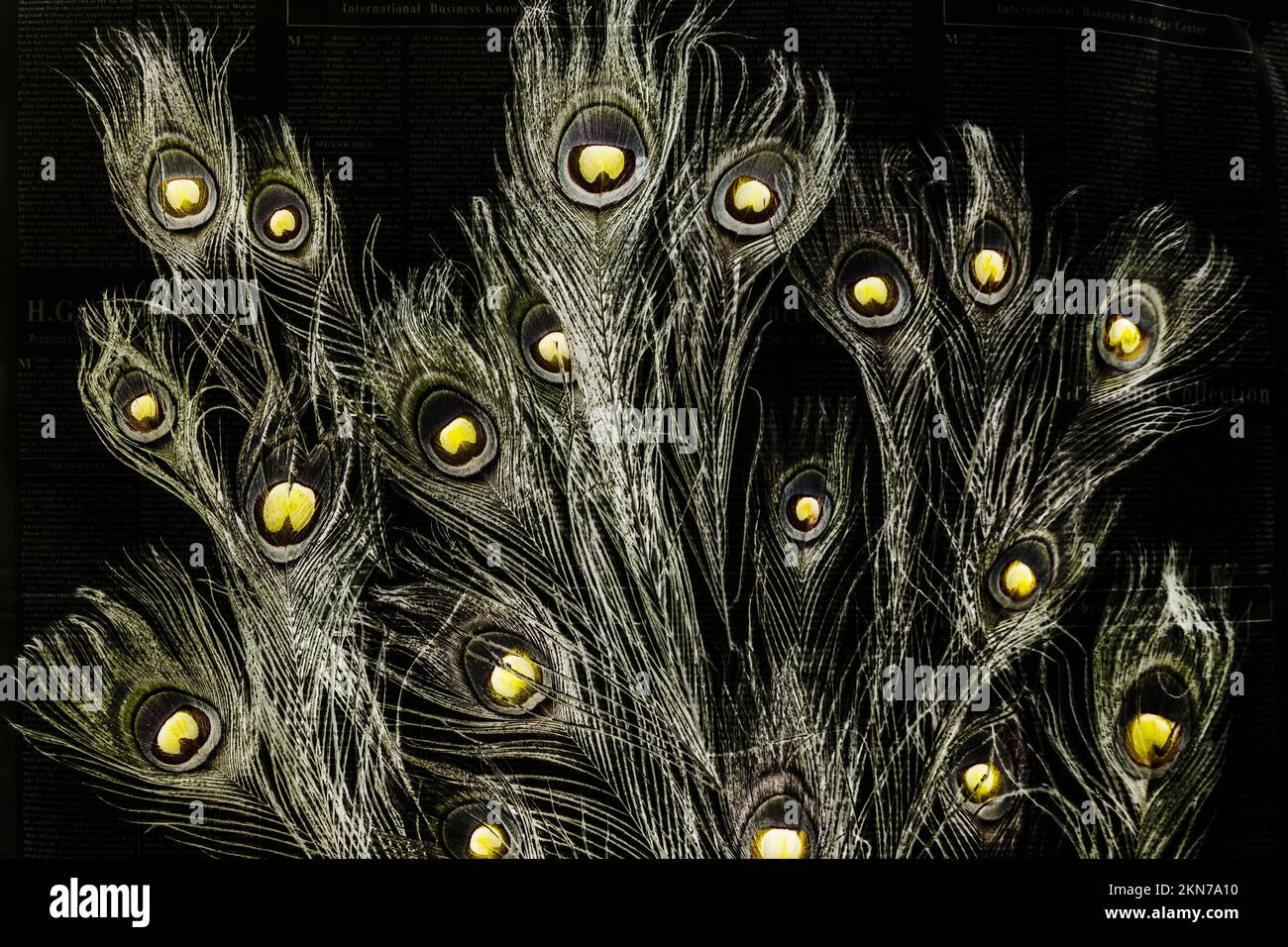 Scene of ghostly exoticness with contemporary peacock feathers watching ...