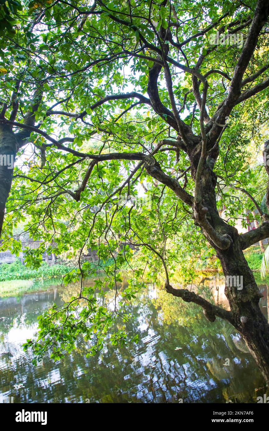 Natural Green Tree in the Park Stock Photo - Alamy