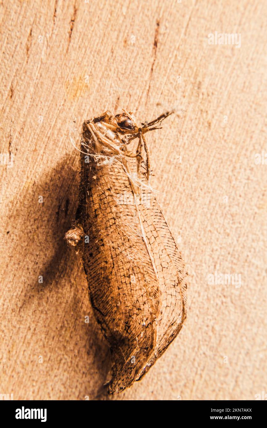 Dead insect cocoon hi-res stock photography and images - Alamy