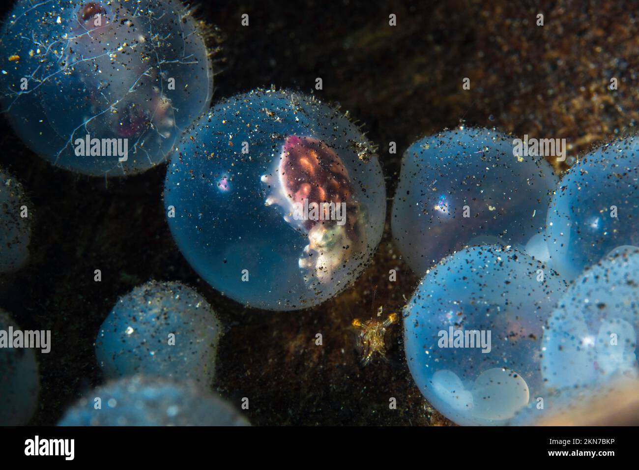 Baby flamboyant cuttle fish in eggs being born Stock Photo - Alamy