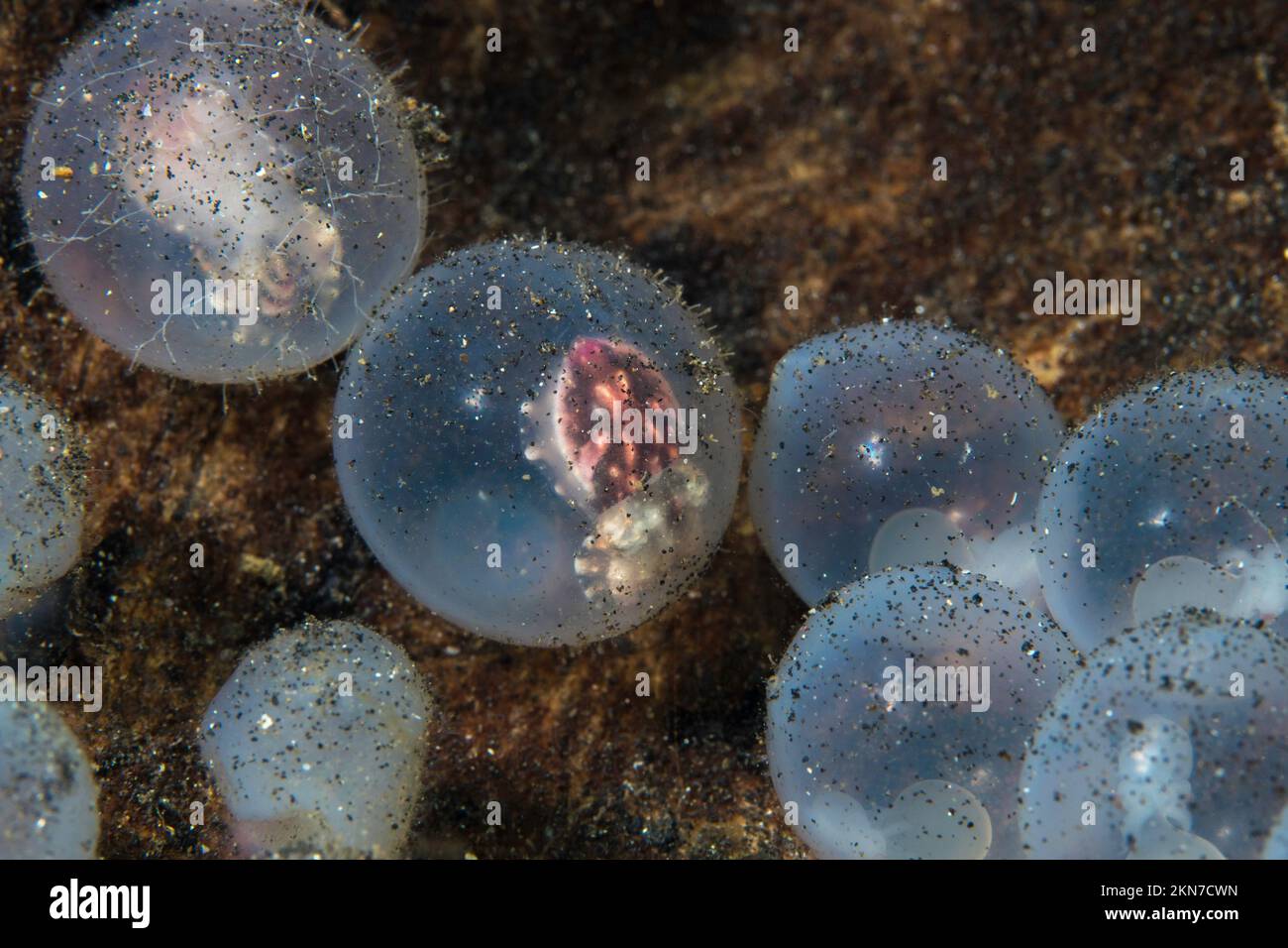 Baby flamboyant cuttle fish in eggs being born Stock Photo - Alamy