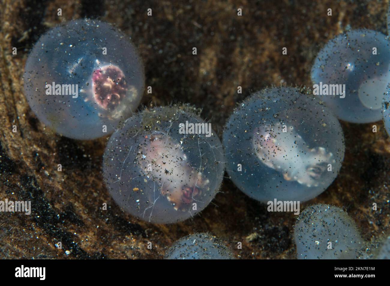 Baby flamboyant cuttle fish in eggs being born Stock Photo - Alamy