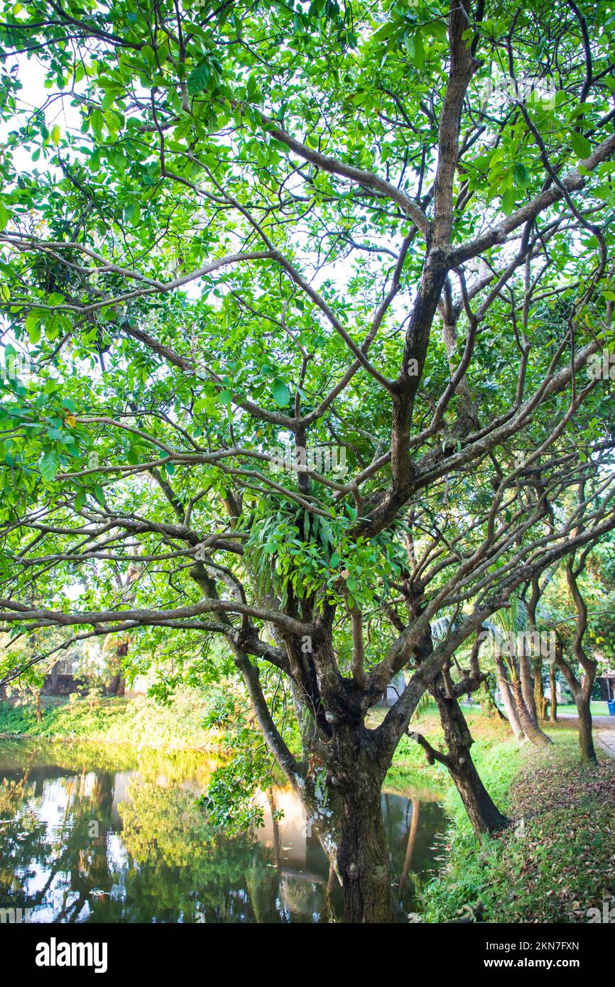 Natural Green Tree in the Park Stock Photo - Alamy