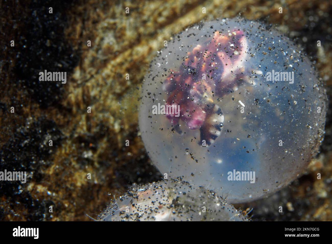 Baby flamboyant cuttle fish in eggs being born Stock Photo - Alamy