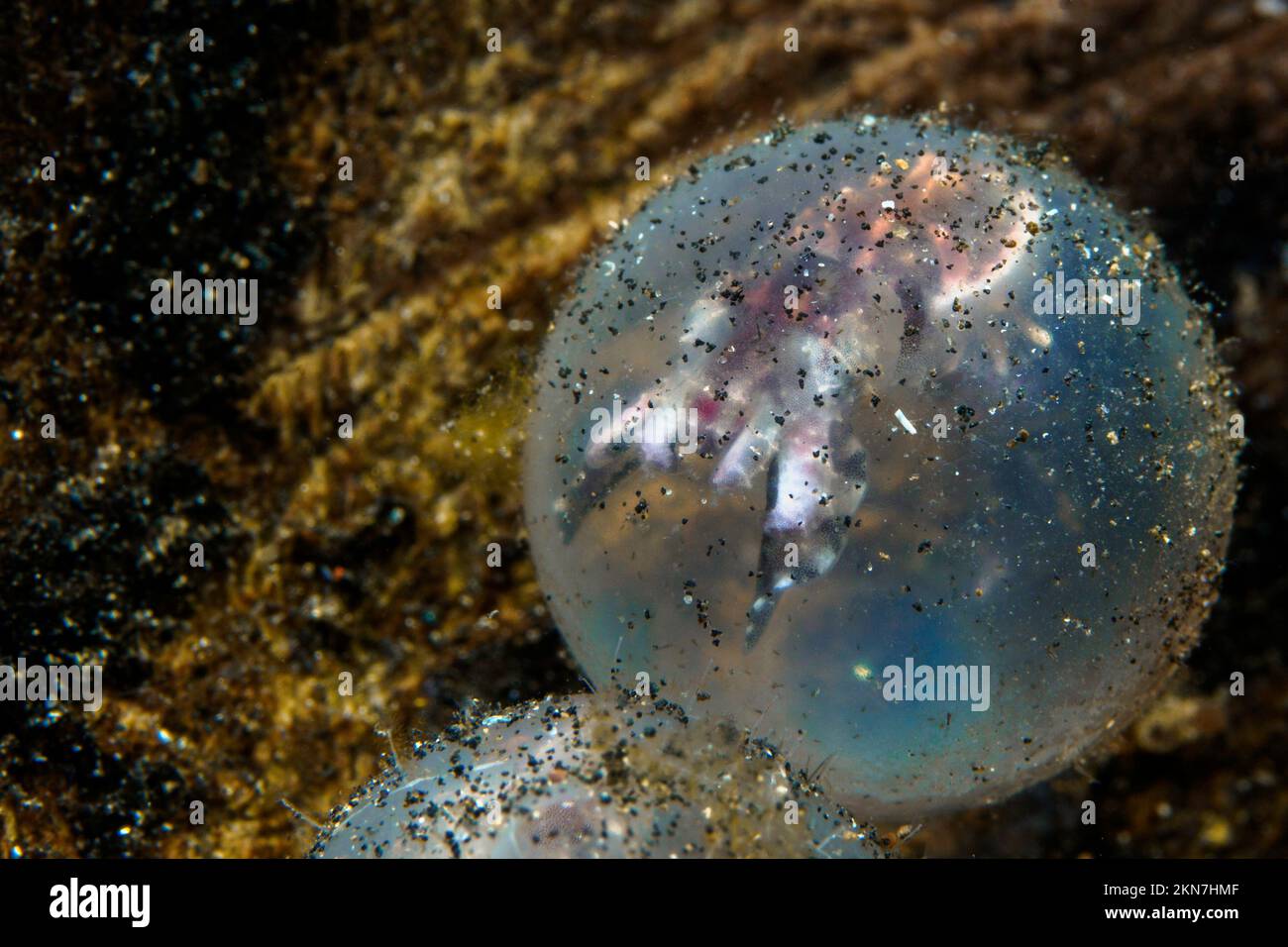Baby flamboyant cuttle fish in eggs being born Stock Photo - Alamy