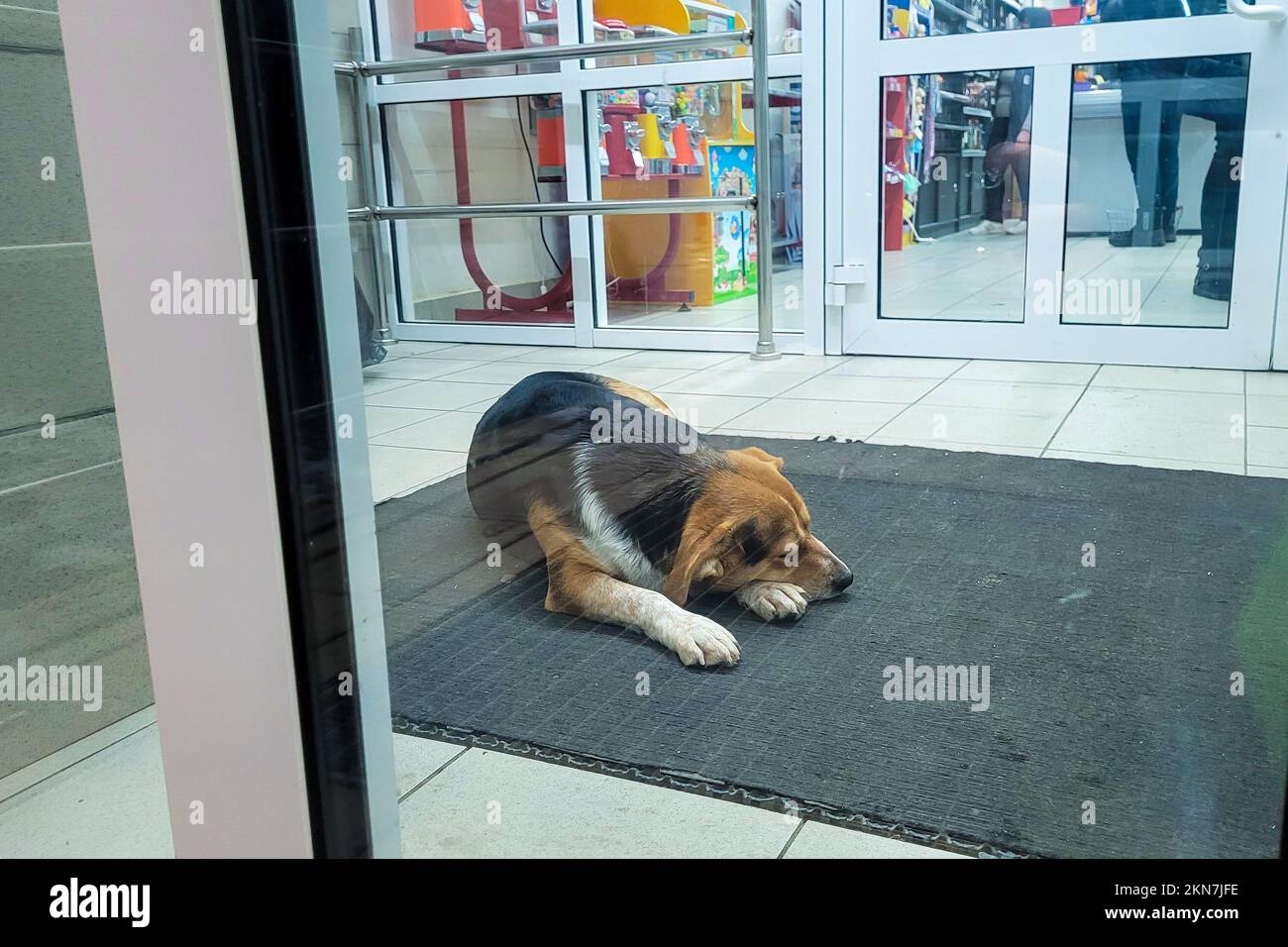 A stray dog is warming himself in store from intense cold. The concept ...