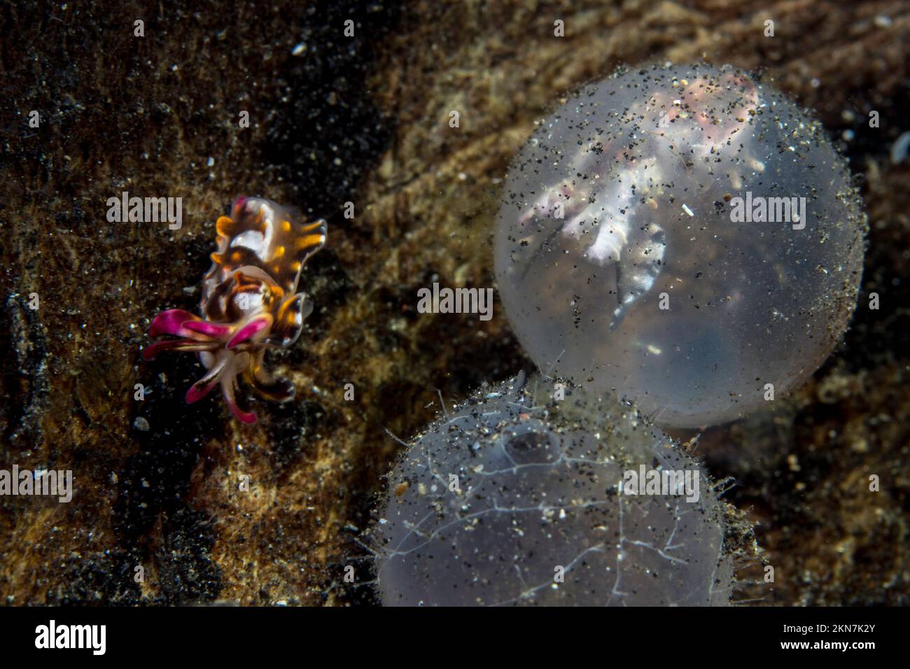 Baby flamboyant cuttle fish in eggs being born Stock Photo - Alamy