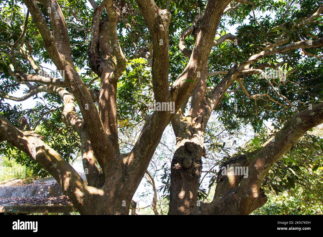 Natural Landscape view texture of Old Mango Tree Brach in the Park ...