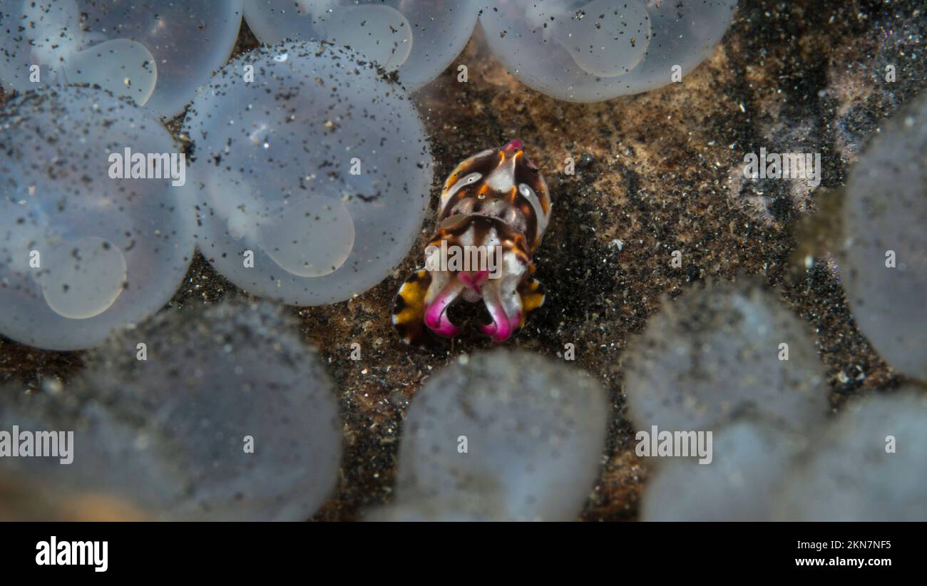 Baby flamboyant cuttle fish in eggs being born Stock Photo - Alamy
