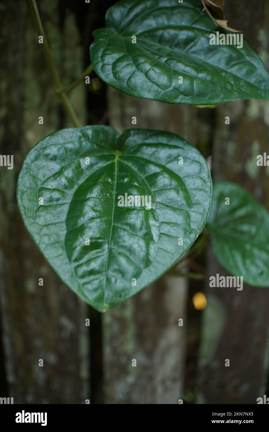a vertical selective focus closeup shot of green leaves Stock Photo - Alamy