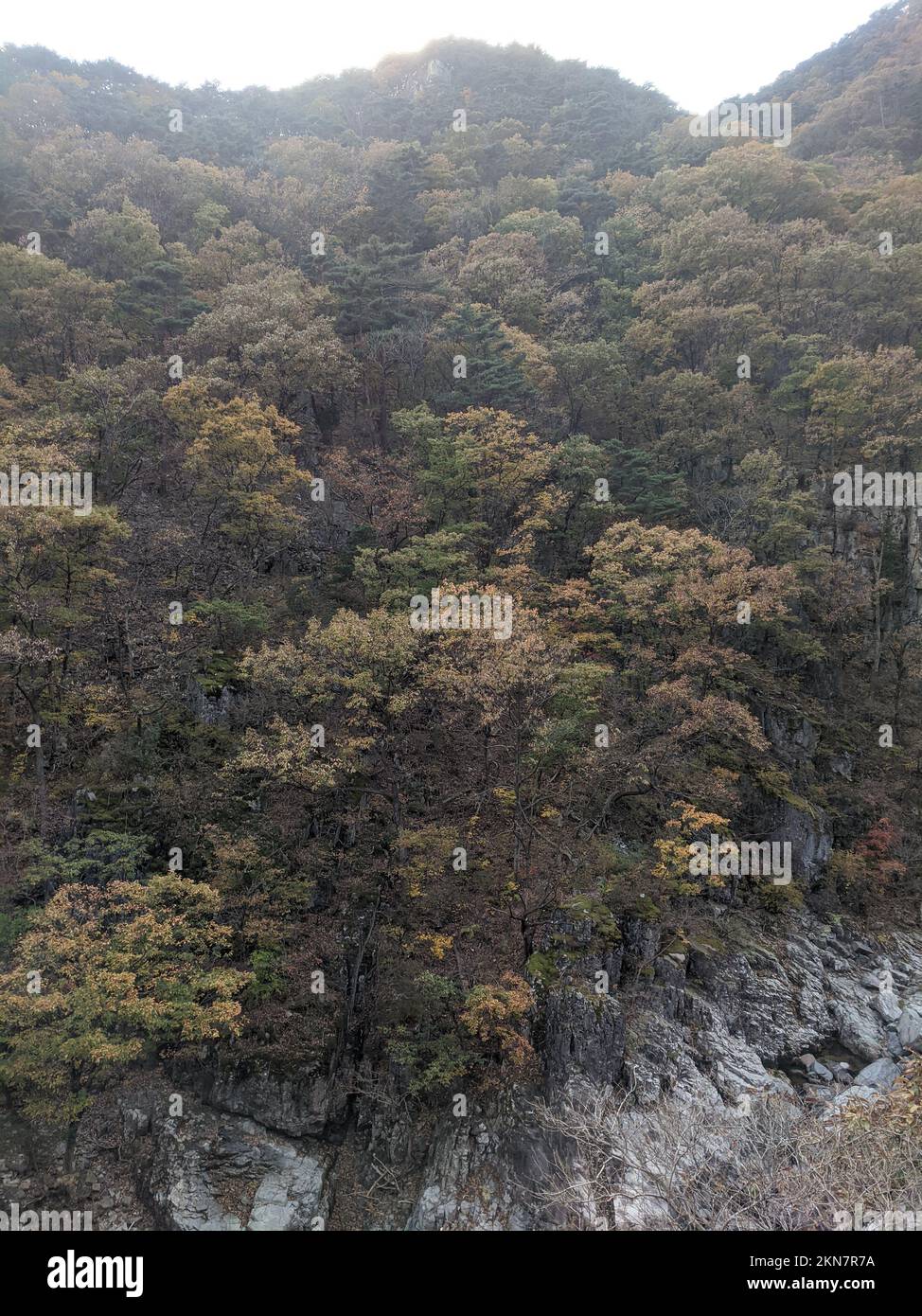 A vertical of a dense forest on a mountain slope Stock Photo - Alamy