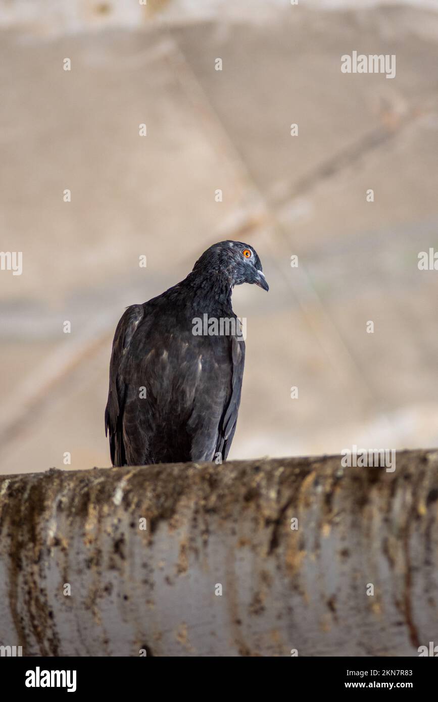 A vertical low angle of a Black imperial pigeon captured outdoors Stock ...