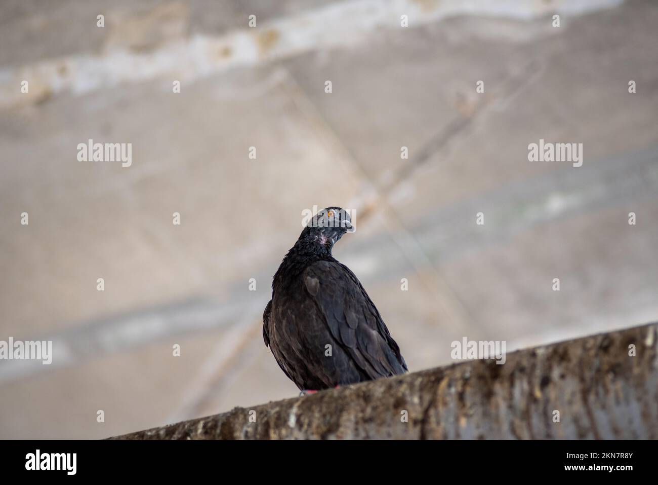 A low angle of a Black imperial pigeon captured outdoors Stock Photo ...
