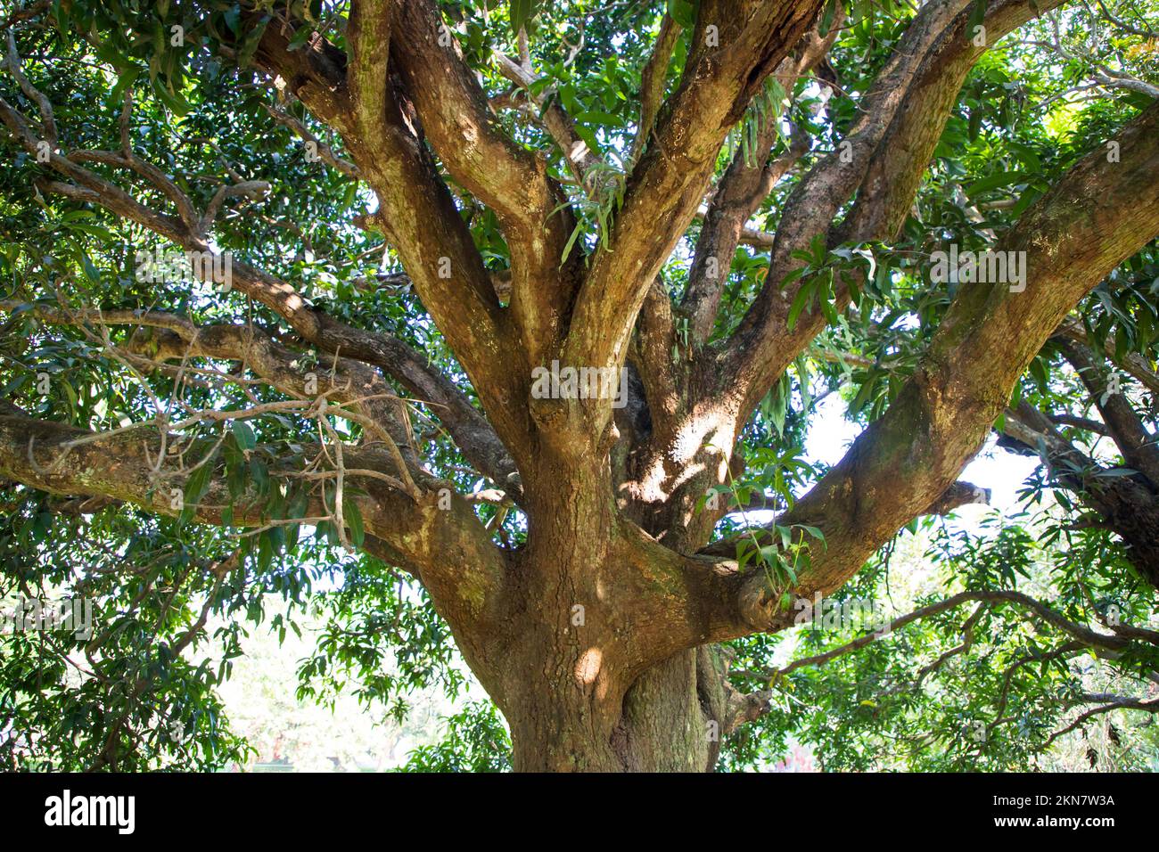 Natural Landscape view texture of Old Mango Tree Brach in the Park ...
