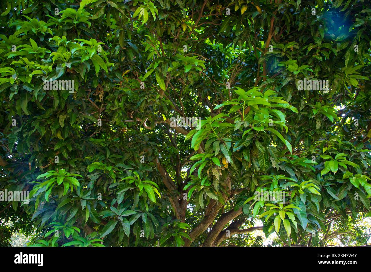 Natural Landscape view texture of Old Mango Tree Brach in the Park ...