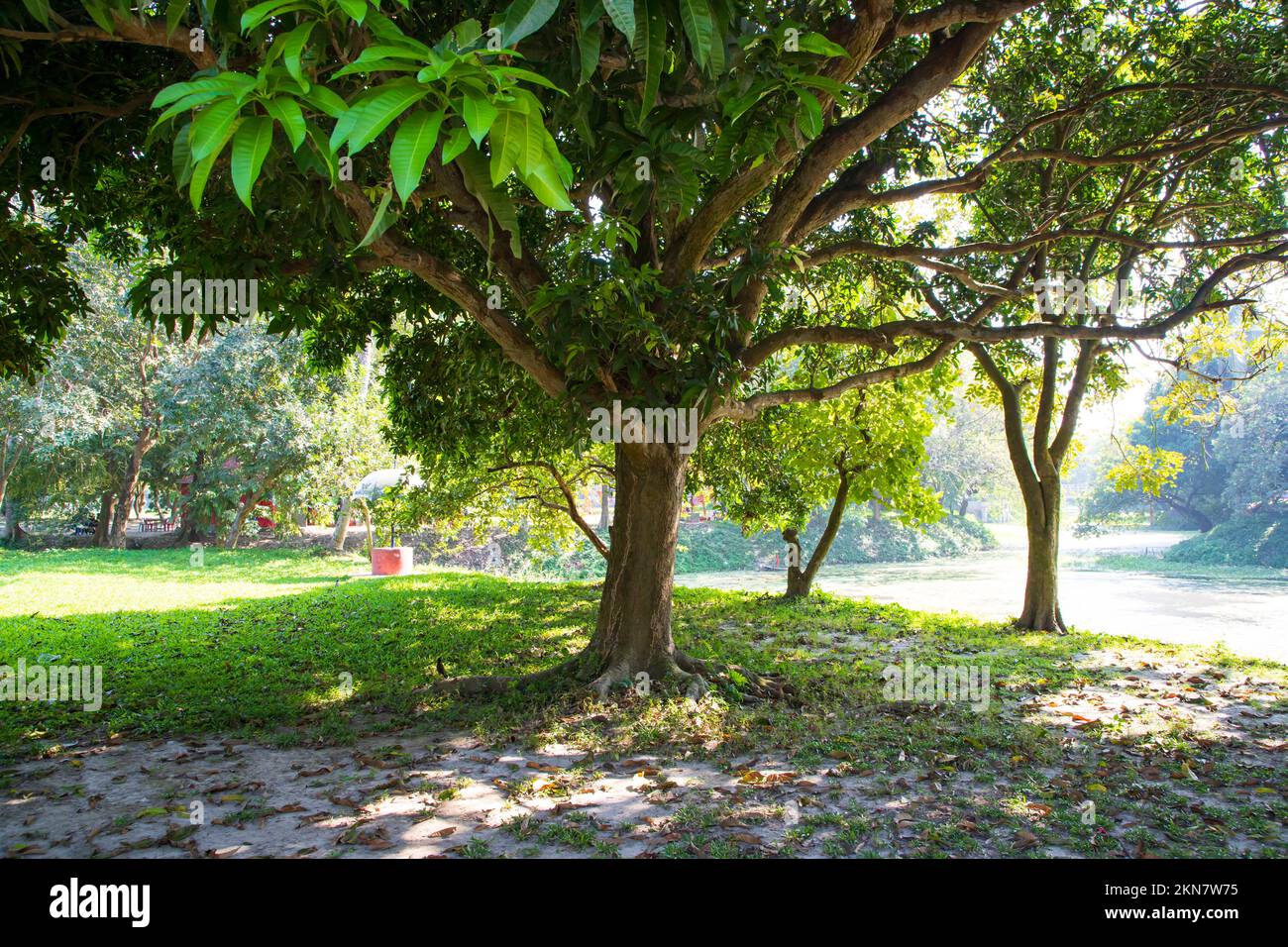 Natural Landscape view texture of Old Mango Tree Brach in the Park ...
