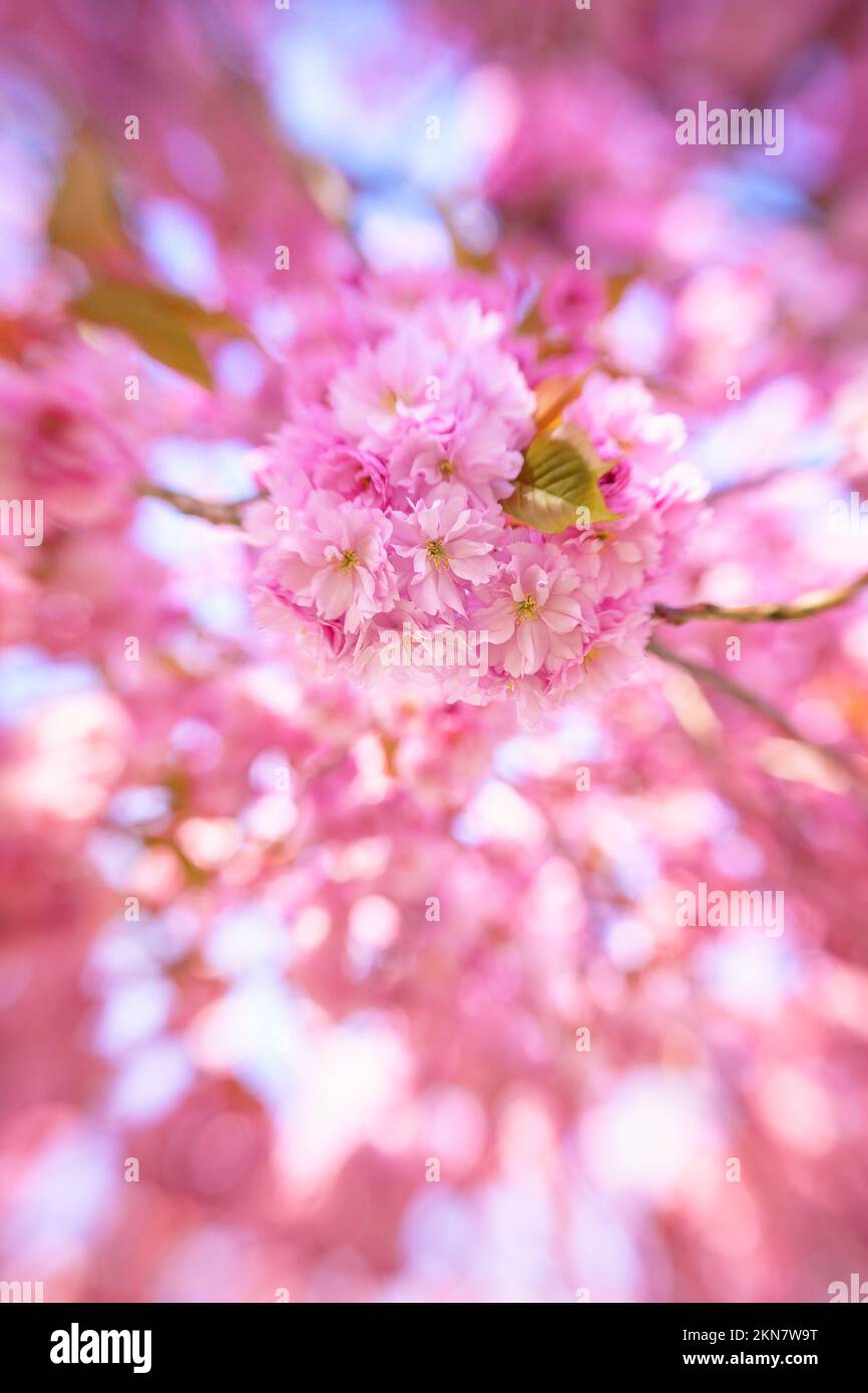Pink Blossom in the spring in the Netherlands Stock Photo - Alamy
