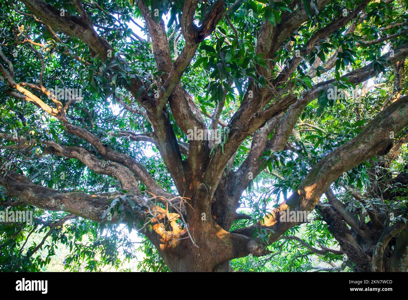 Natural Landscape view texture of Old Mango Tree Brach in the Park ...