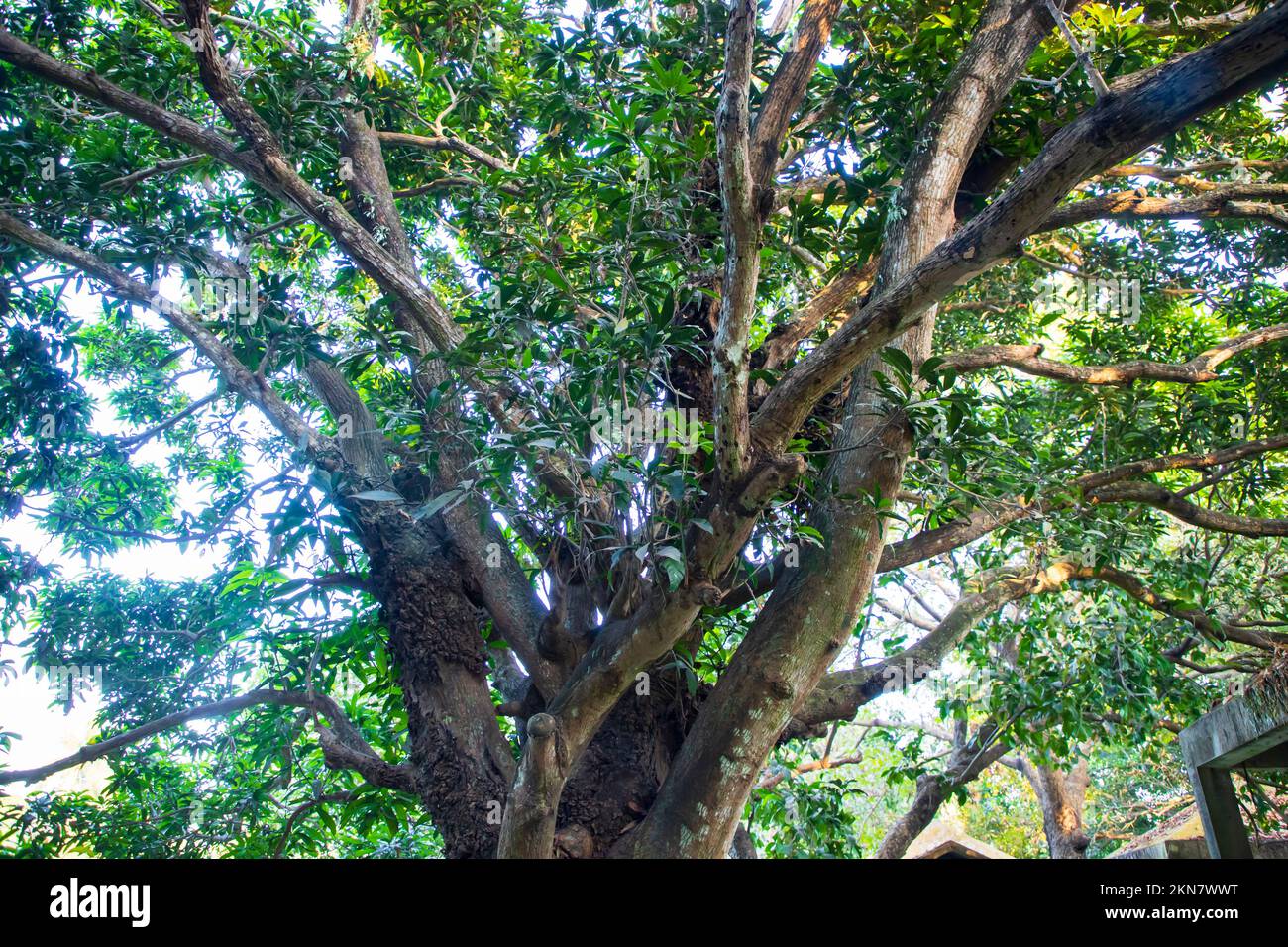 Natural Landscape view texture of Old Mango Tree Brach in the Park ...