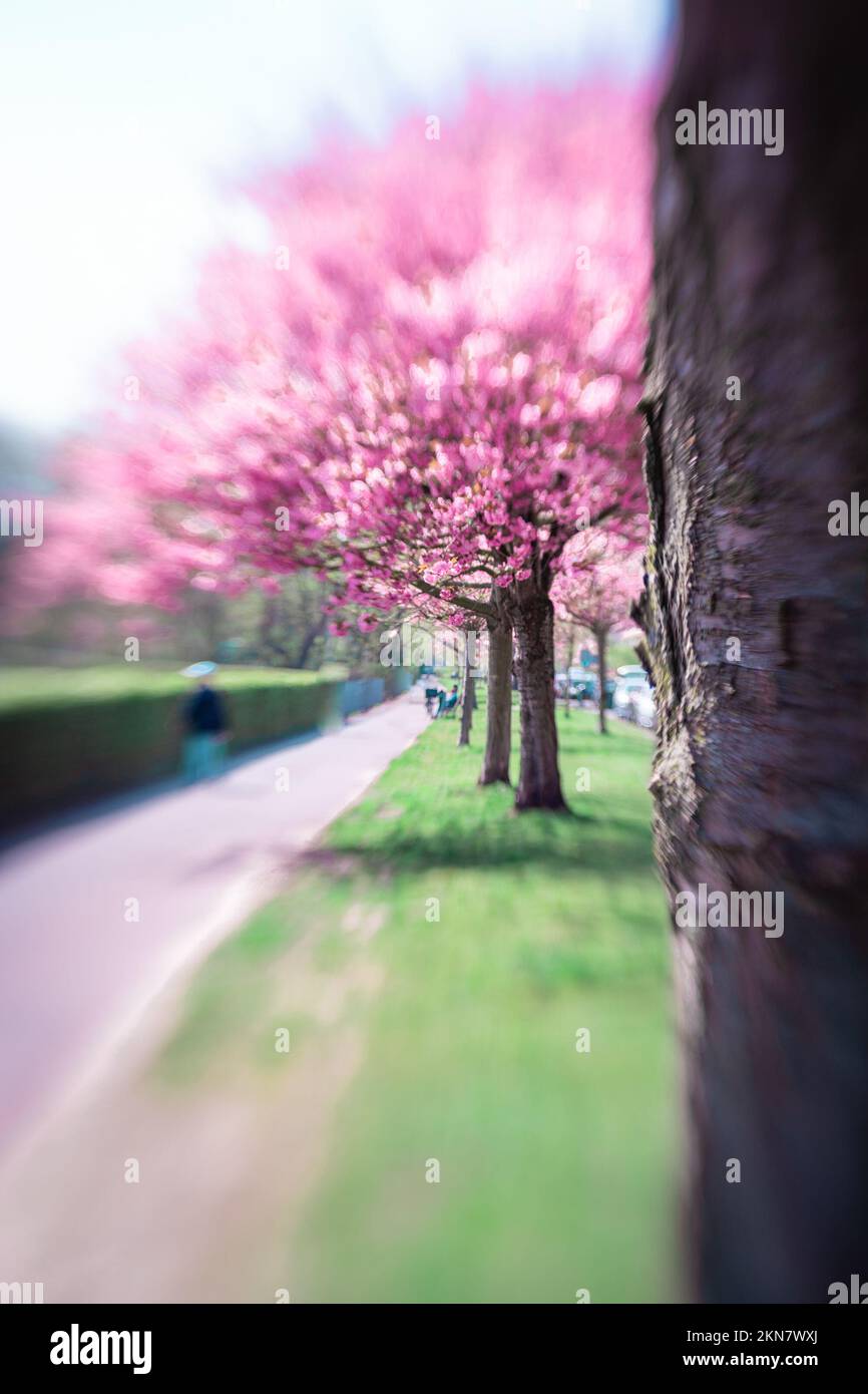 Pink Blossom in the spring in the Netherlands Stock Photo - Alamy