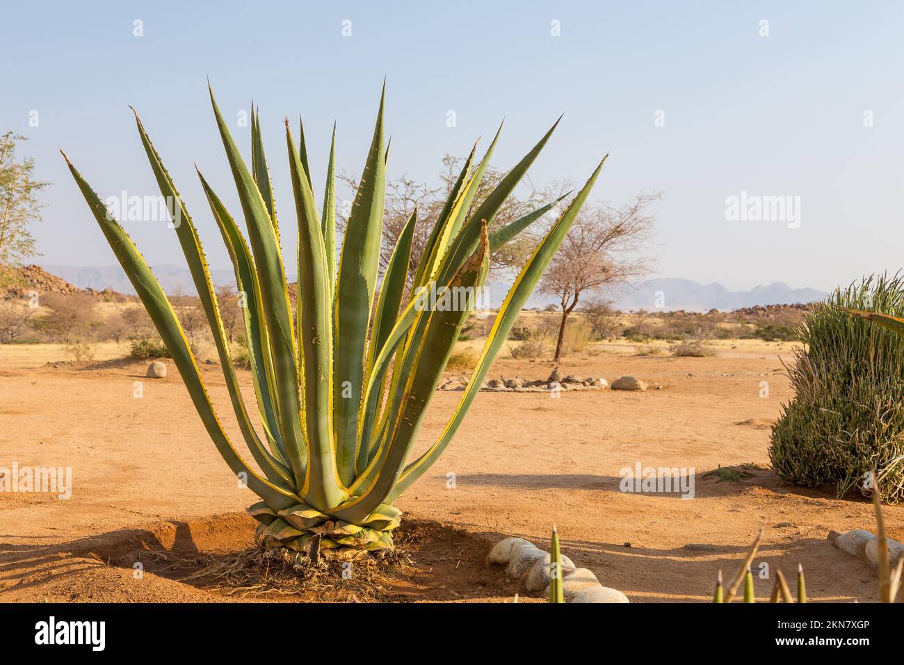 Beautiful African vegetation. Succulents at Solitaire Desert Farm ...
