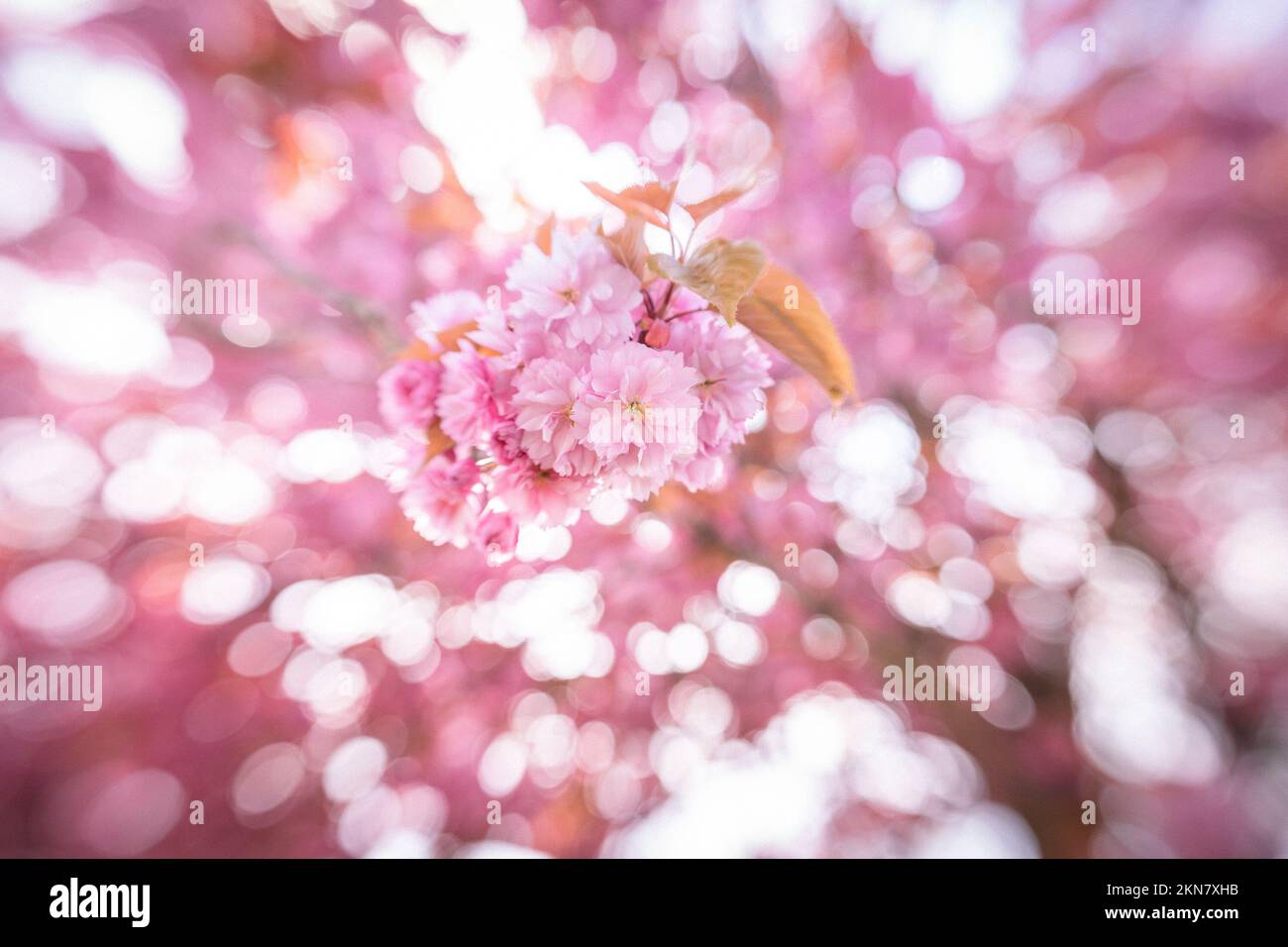 Pink Blossom in the spring in the Netherlands Stock Photo - Alamy