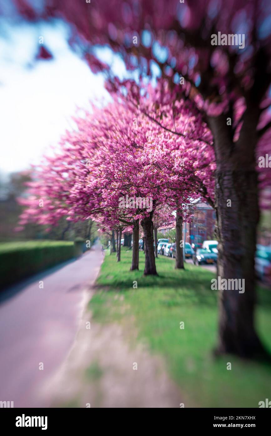 Pink Blossom in the spring in the Netherlands Stock Photo - Alamy