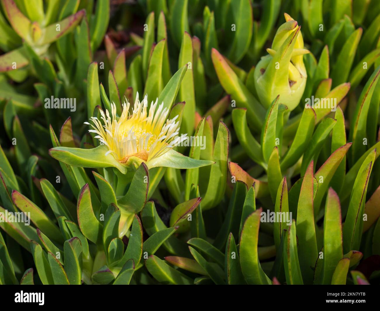 Close up yellow blooming sour fig flower, Carpobrotus edulis ground ...