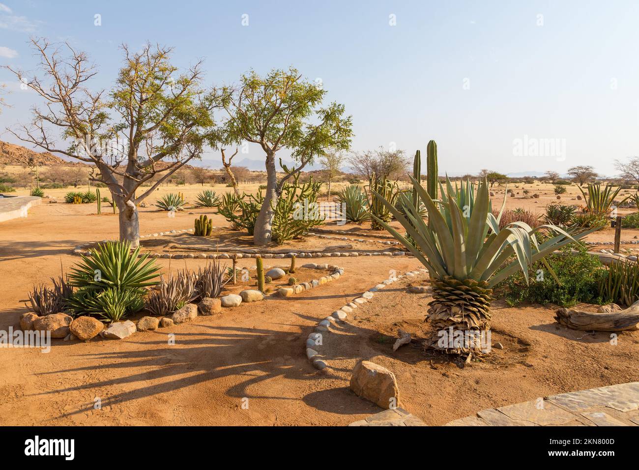 Beautiful African vegetation. Succulents at Solitaire Desert Farm ...