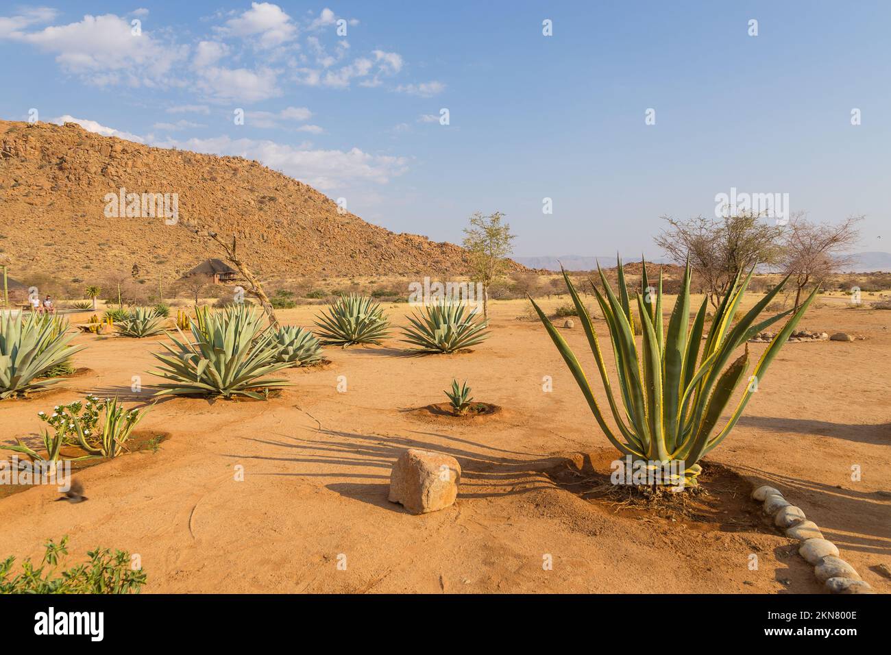 Solitaire desert farm hi-res stock photography and images - Alamy