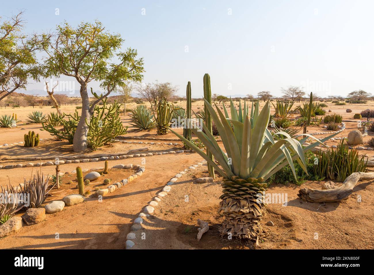 Beautiful African vegetation. Succulents at Solitaire Desert Farm ...