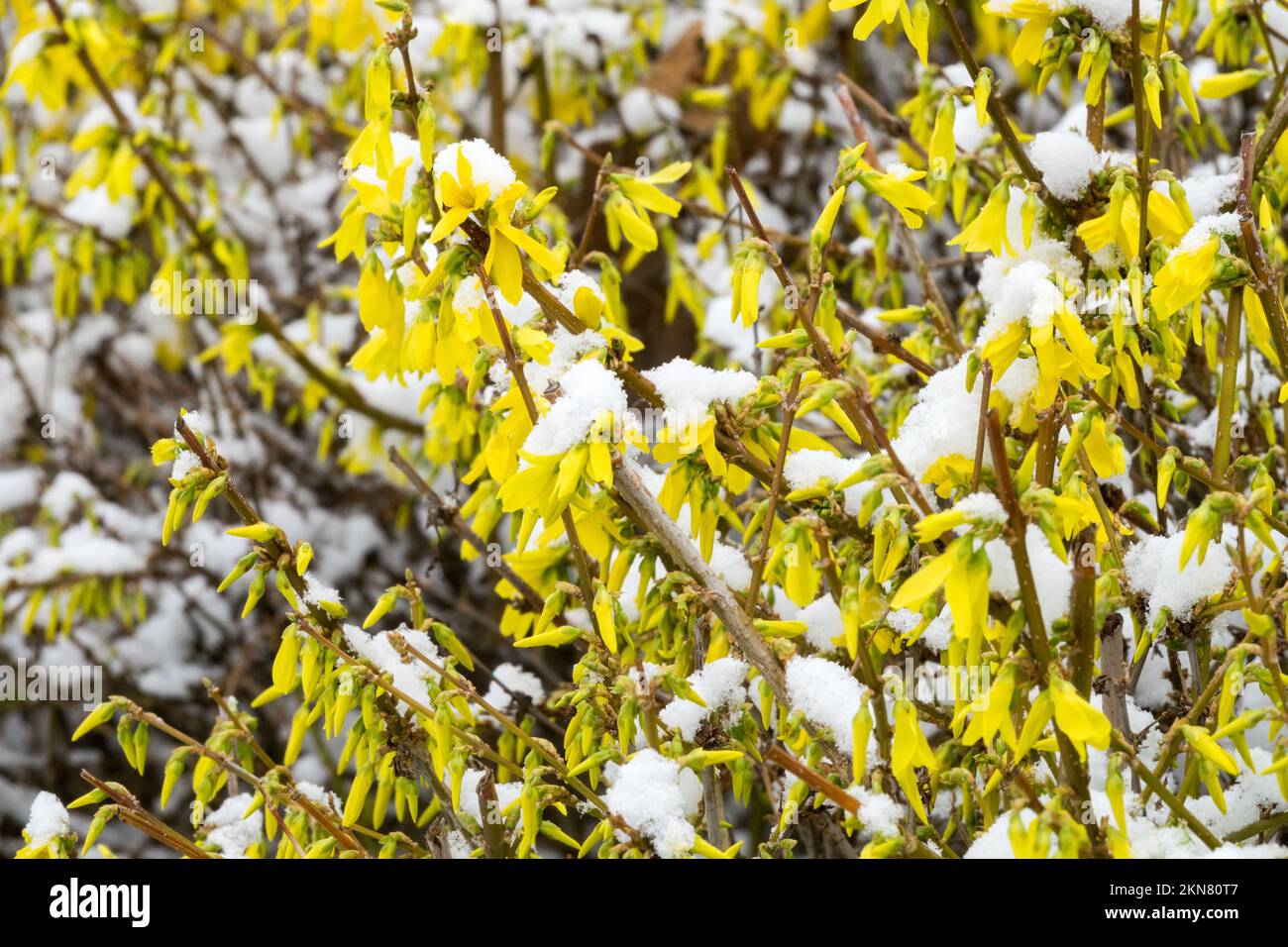 Bushy forsythia under snow flowering shrub in winter Stock Photo - Alamy
