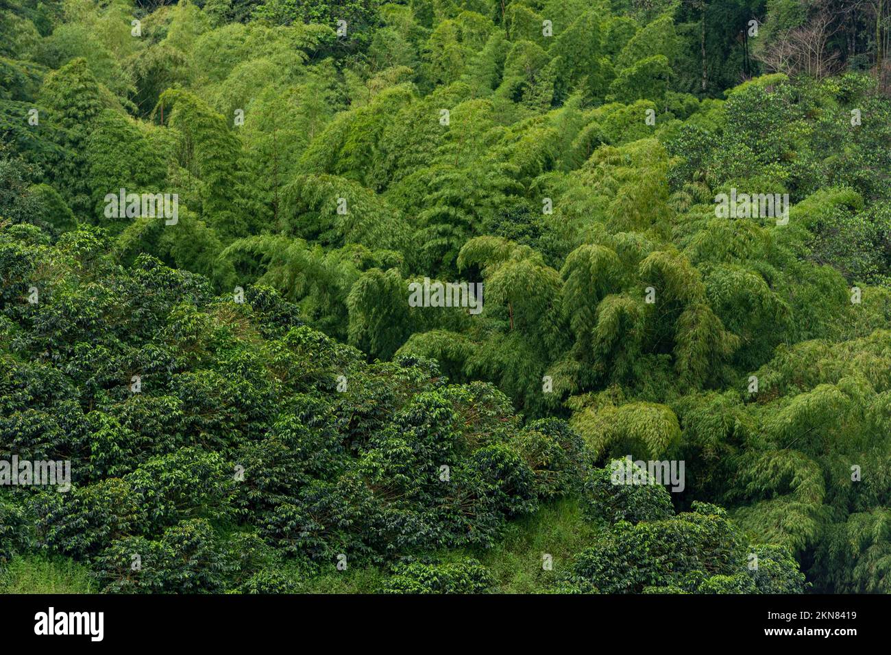 Bamboo forest and coffee plants field in Manizales , Caldas, Antioquia ...