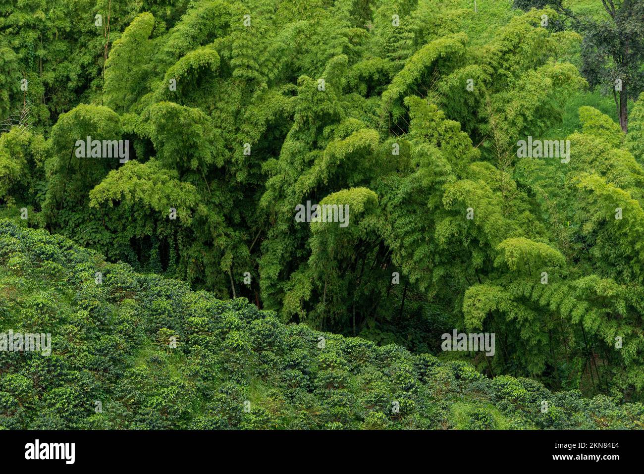 Bamboo forest and coffee plants field in Manizales , Caldas, Antioquia ...