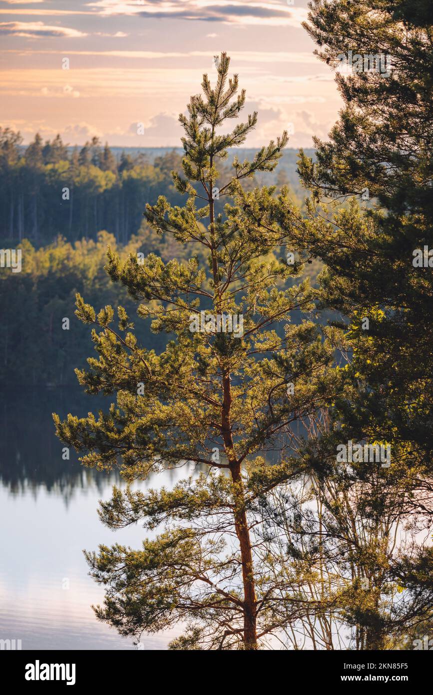 A vertical shot of a calm lake surrounded by green trees at sunset in ...
