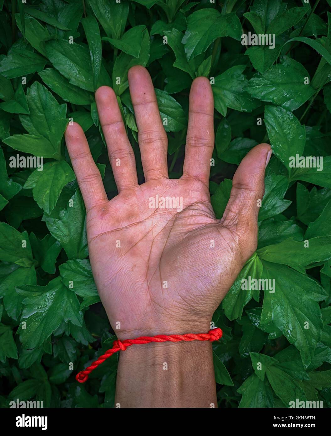 A vertical shot of a person's hand with a red bracelet over the green ...