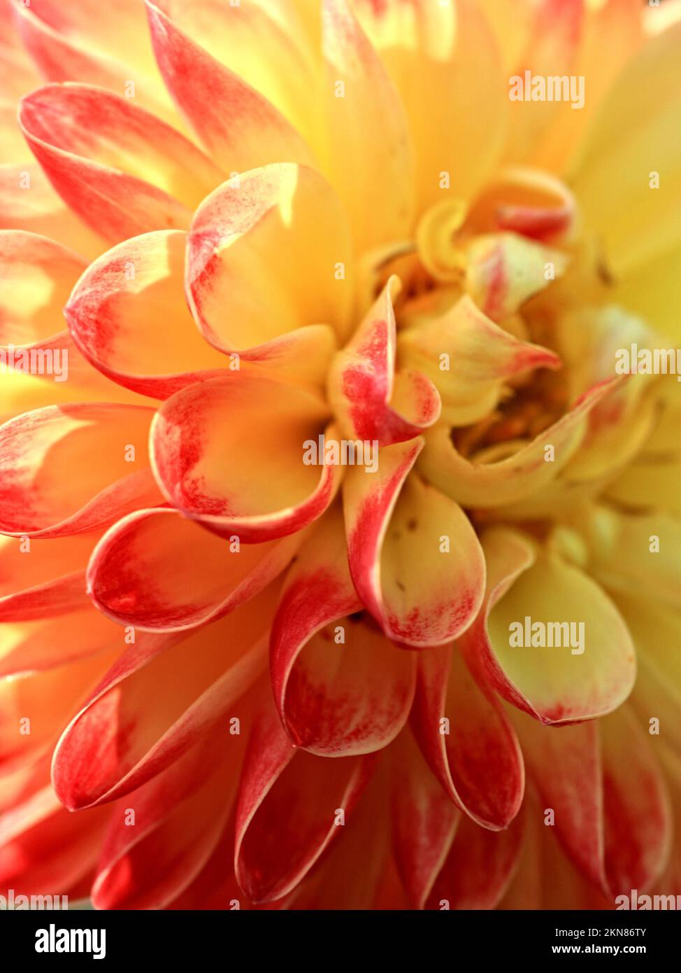 A vertical closeup of a dahlia (dahlia) petals Stock Photo - Alamy