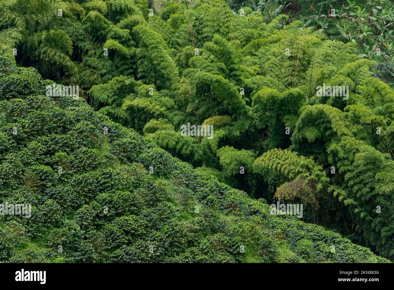 Bamboo forest and coffee plants field in Manizales , Caldas, Antioquia ...