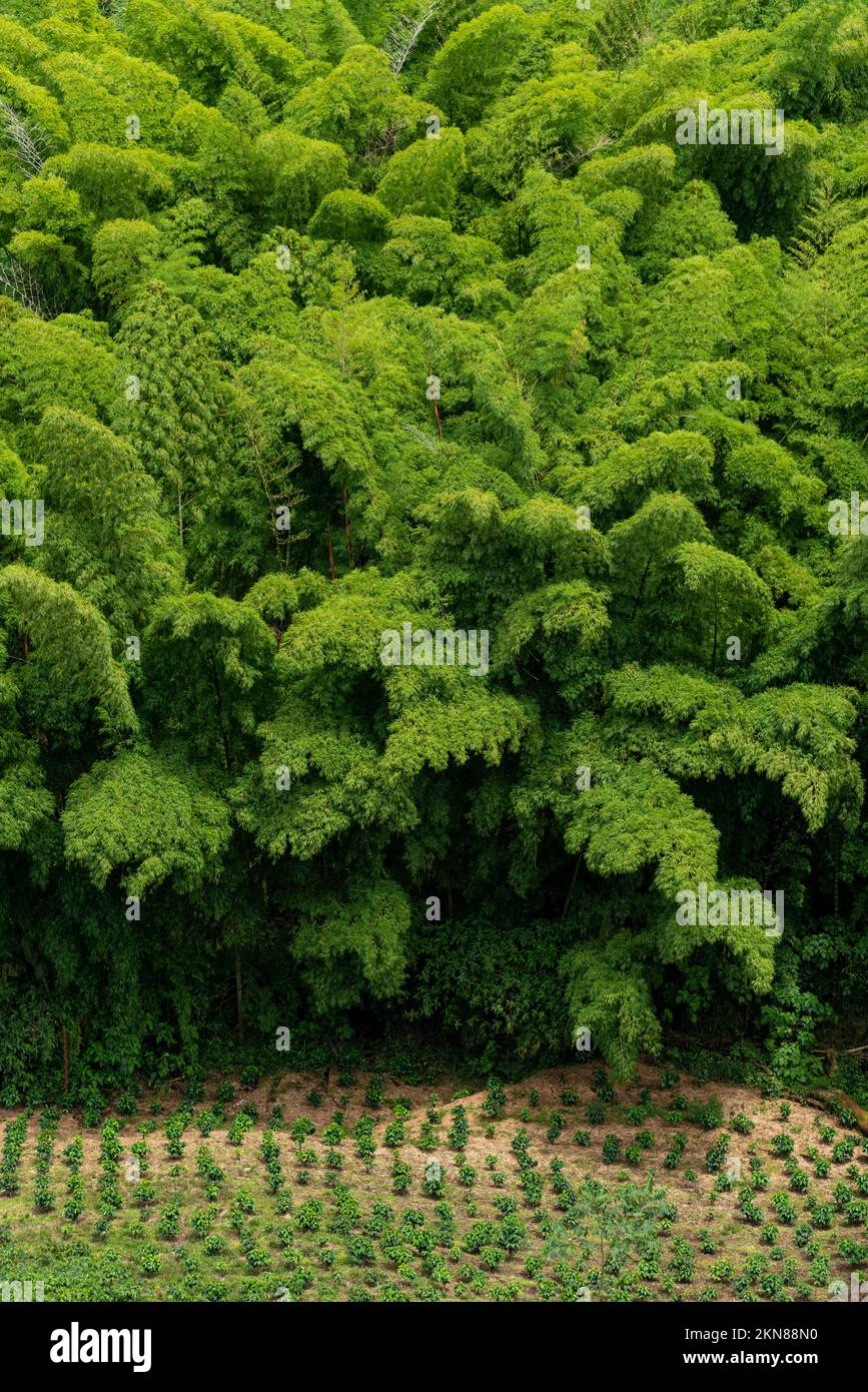 Bamboo forest and coffee plants field in Manizales , Caldas, Antioquia ...