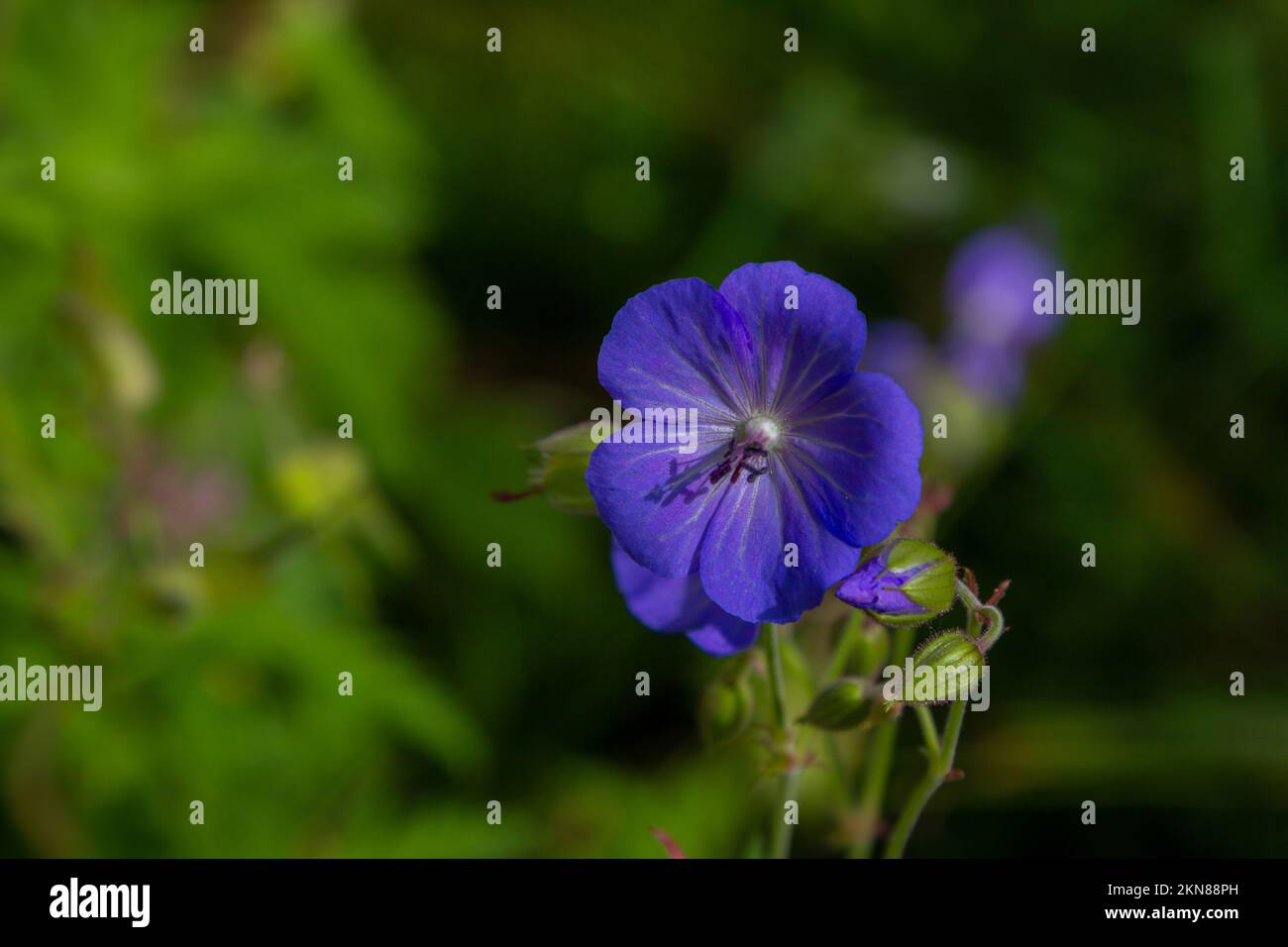 Geranium pretense hi-res stock photography and images - Alamy