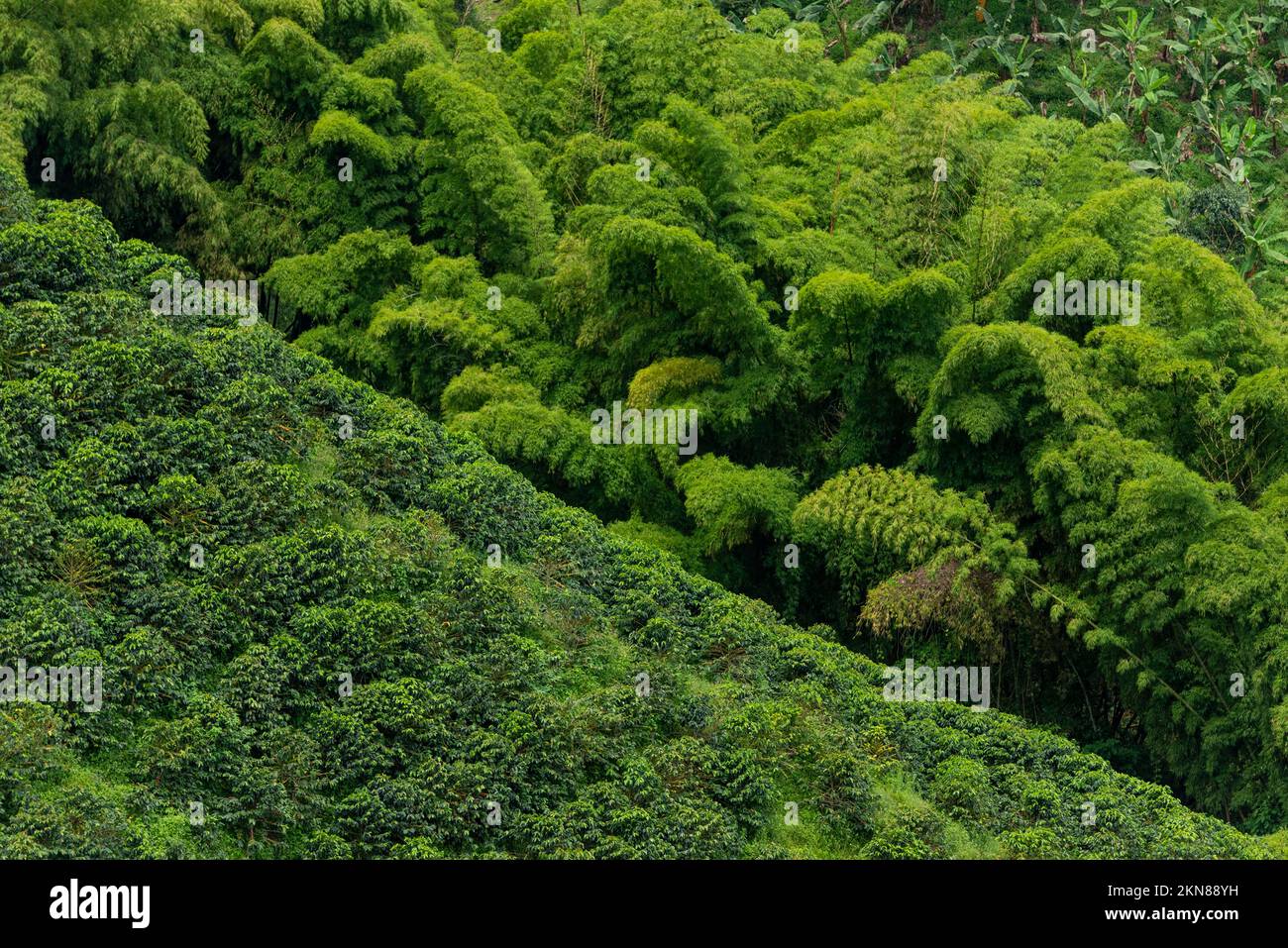 Bamboo forest and coffee plants field in Manizales , Caldas, Antioquia ...