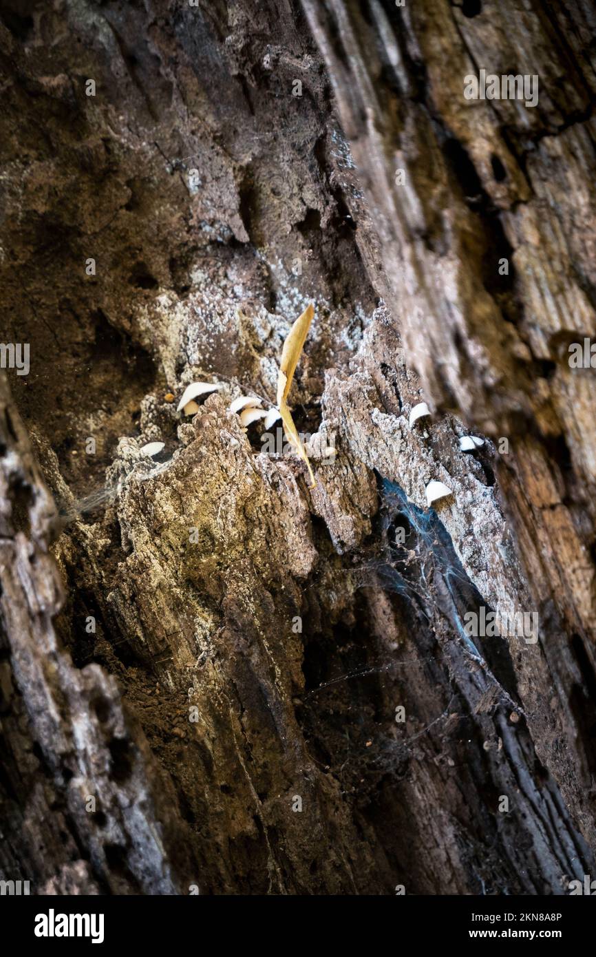 A vertical shot of wild fungi growing on a tree trunk in a forest under ...