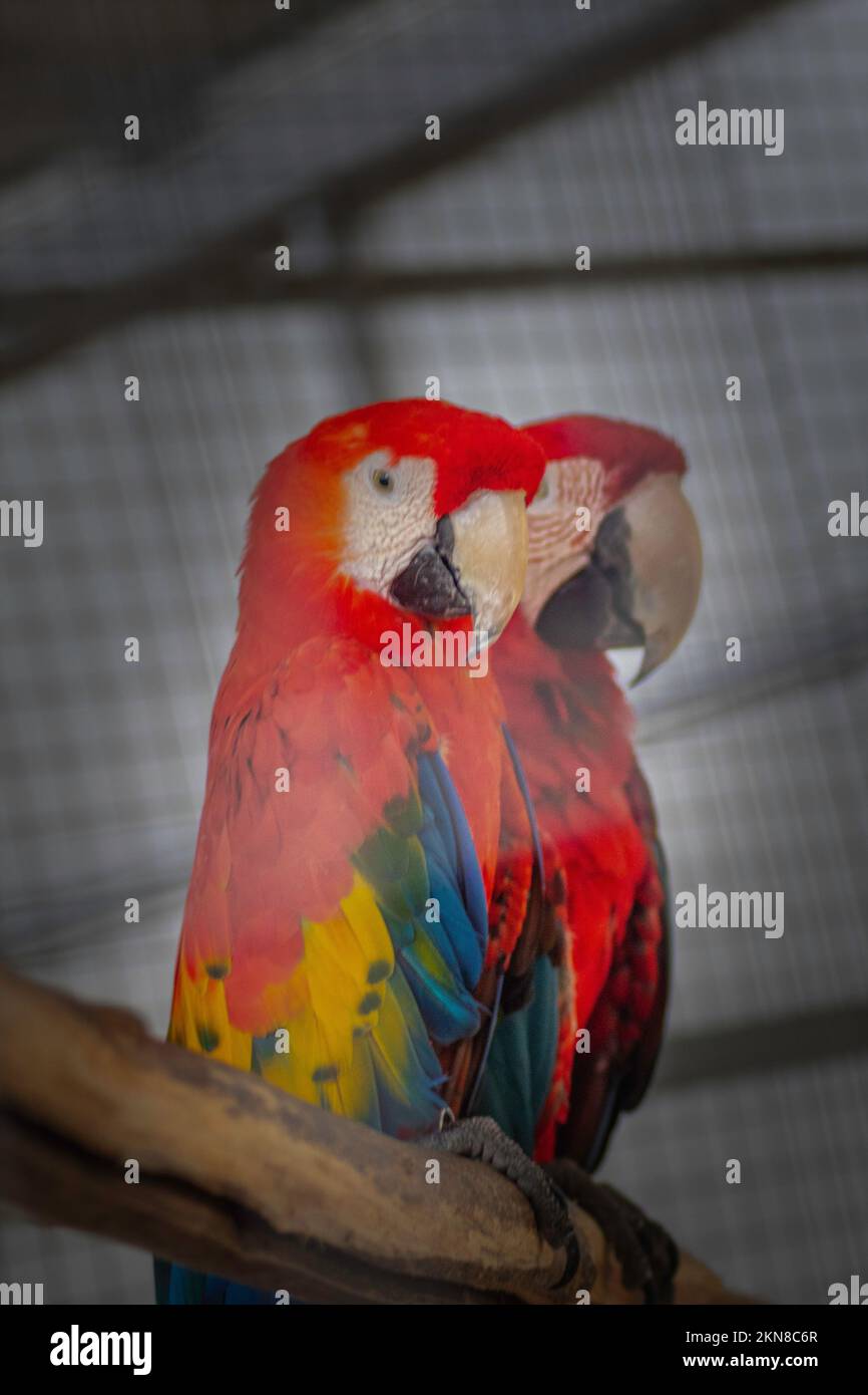 A vertical shot of two red Scarlet Macaws in a zoo with a blurry ...