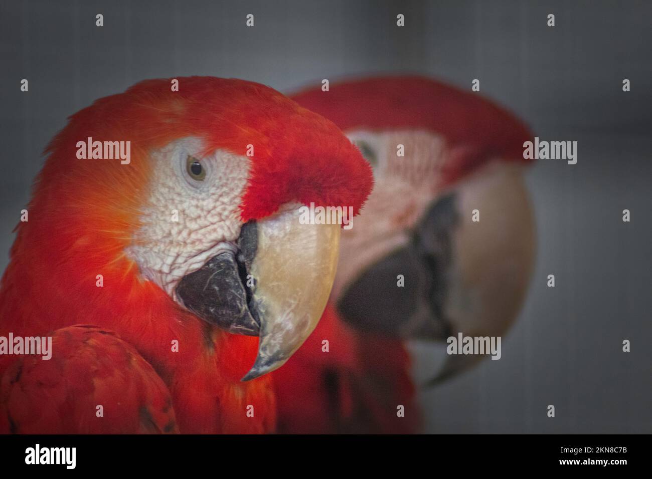 A closeup of two red Scarlet Macaws in a zoo with a blurry background ...