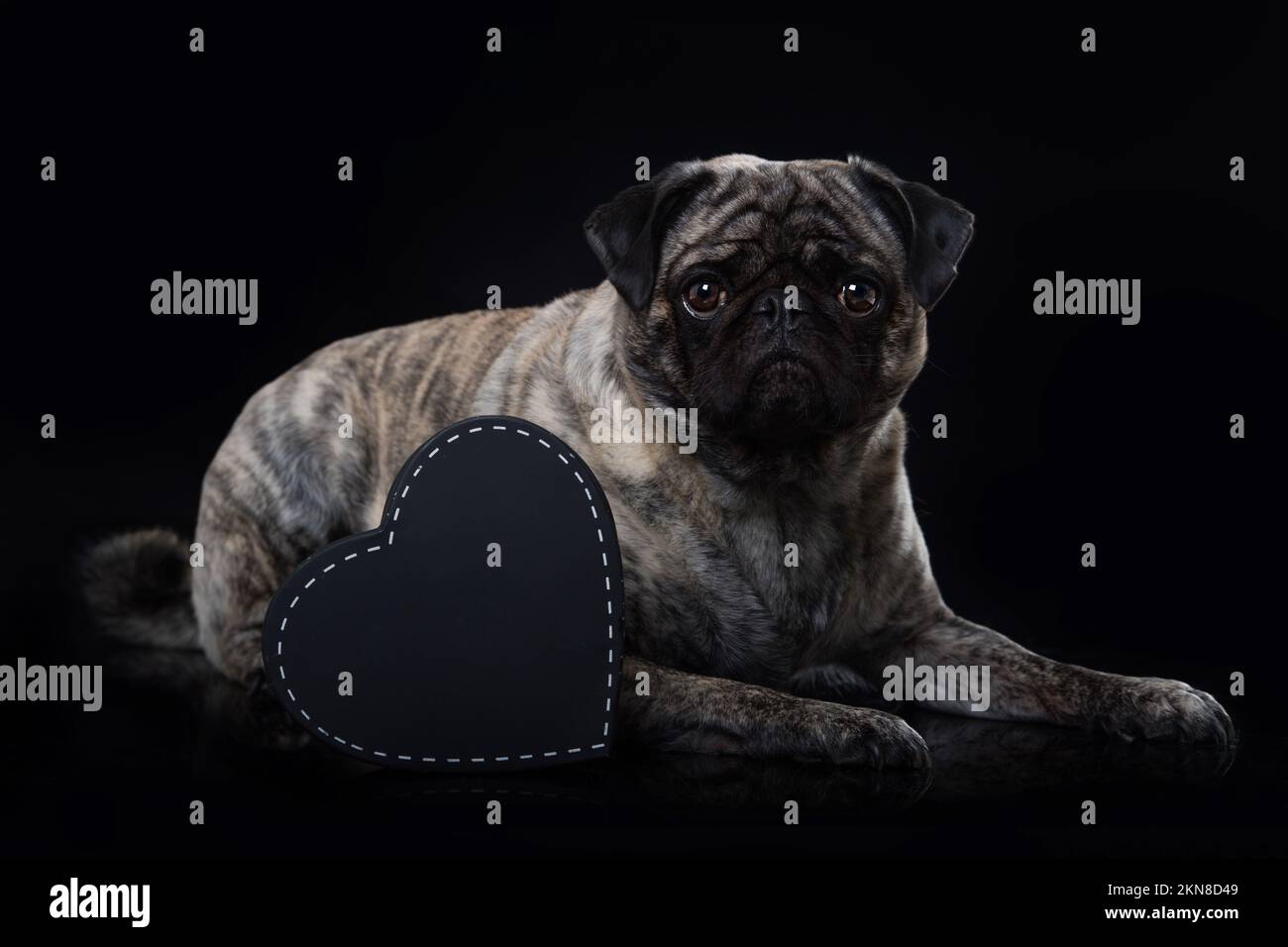 Adult pug on black background Stock Photo - Alamy