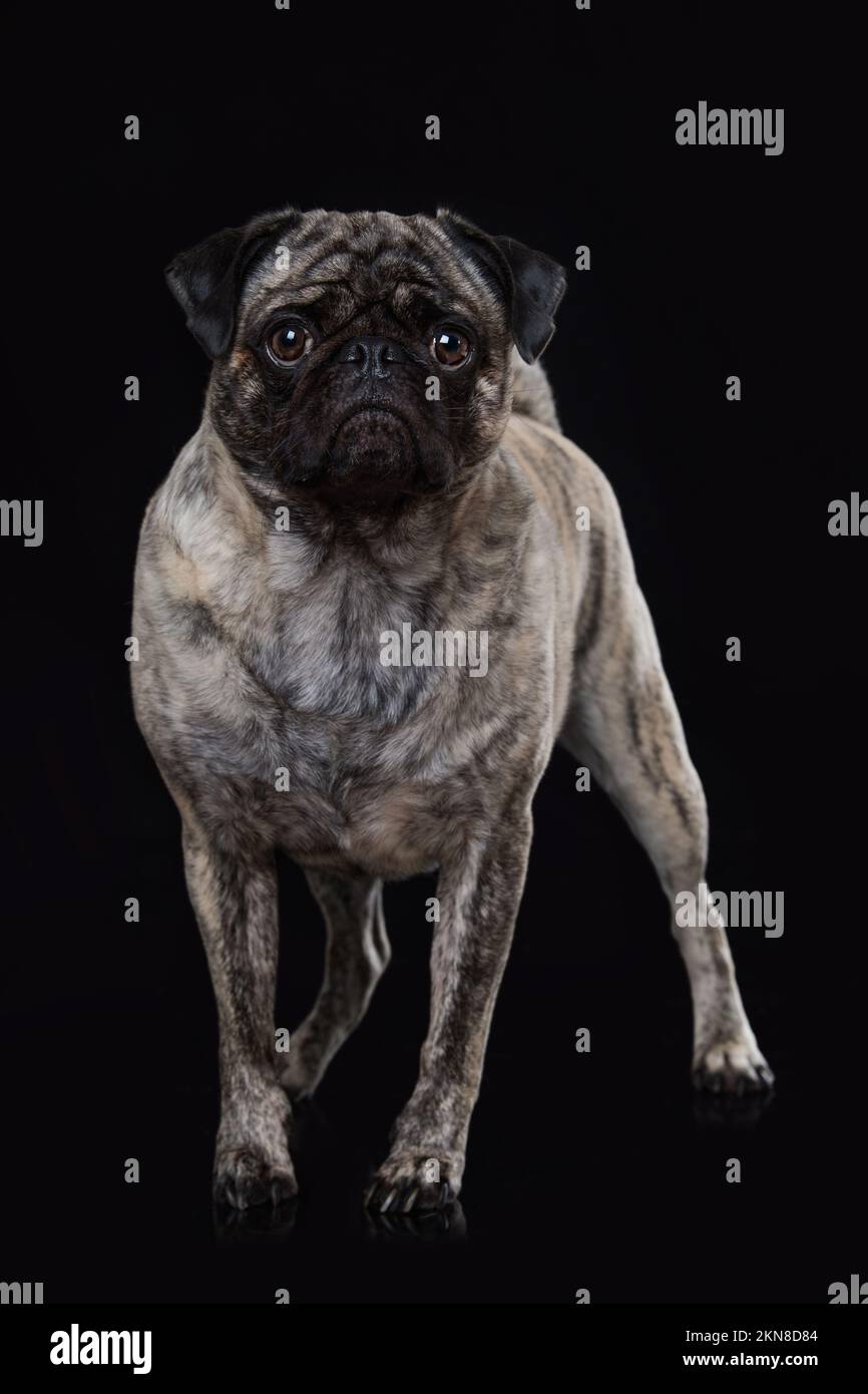 Adult pug on black background Stock Photo - Alamy