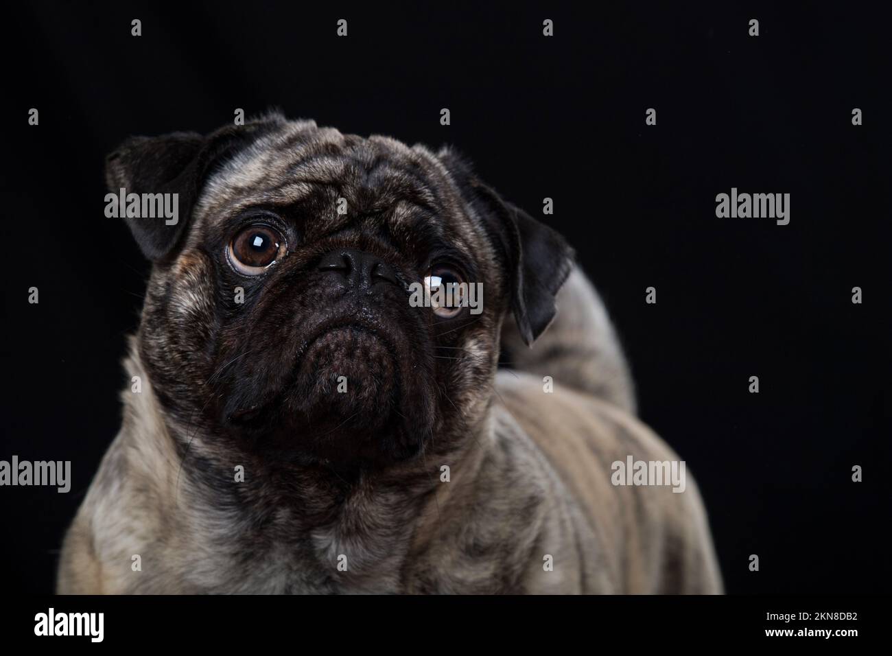 Adult pug on black background Stock Photo - Alamy